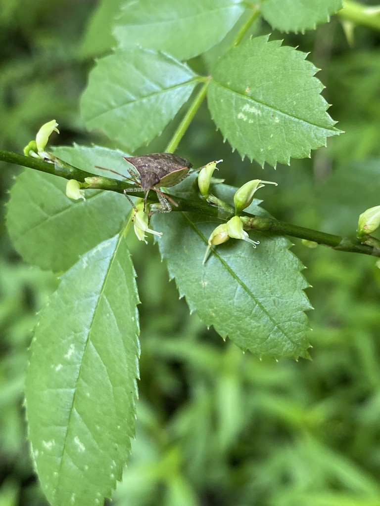 Brown Stink Bug from Boonton Ave, Boonton, NJ, US on August 12, 2023 at ...