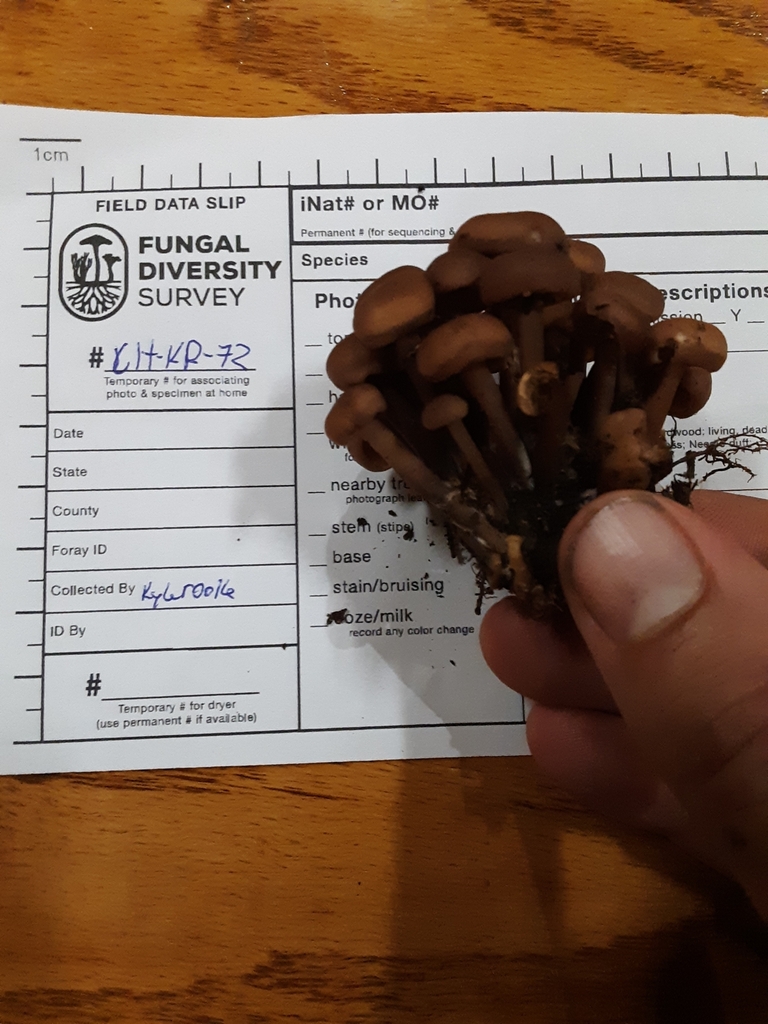 Connopus from Canaan Heights, WV 26260, USA on August 12, 2023 at 03:33 ...