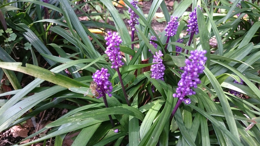 Honey Bees, Bumble Bees, and Allies from Uenokoen, Taito City, Tokyo ...