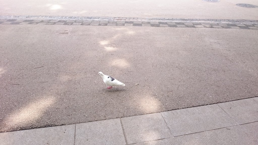 Feral Pigeon from Uenokoen, Taito City, Tokyo 110-0007, Japan on ...