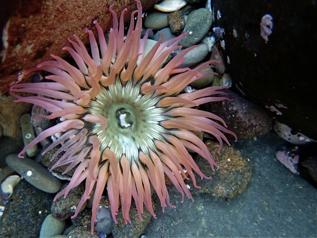 long-tentacled anemone from Robben Island, 7400, South Africa on August ...