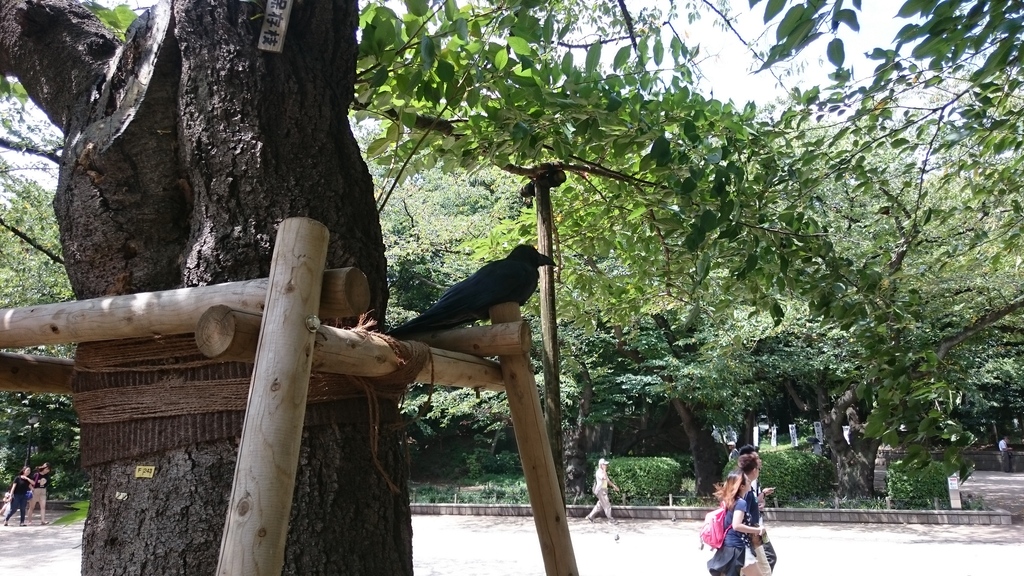 Large-billed Crow from Uenokoen, Taito City, Tokyo 110-0007, Japan on ...