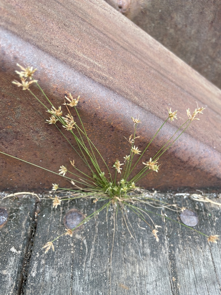 Watergrass from Chartres St, New Orleans, LA, US on August 12, 2023 at ...