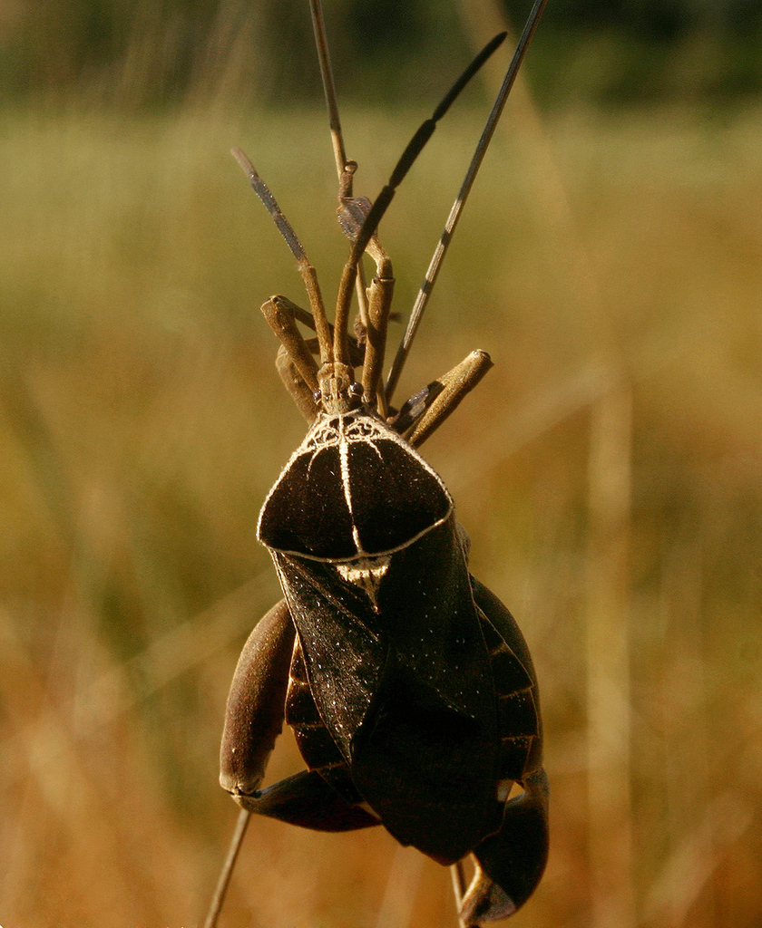 Giant Twig Wilter (Arthropods of South Africa) · iNaturalist Mexico
