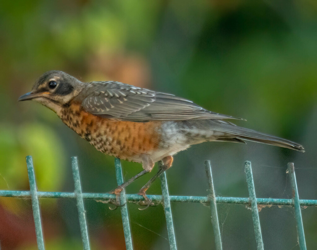 American Robin from 4626 Shadeway Rd, Lakewood, CA 90713, USA on August ...