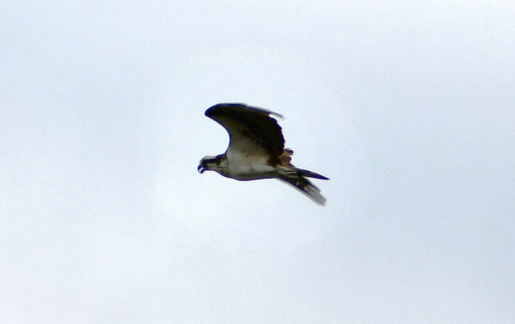 Osprey from Lexington County, SC, USA on August 11, 2023 at 05:33 PM by ...