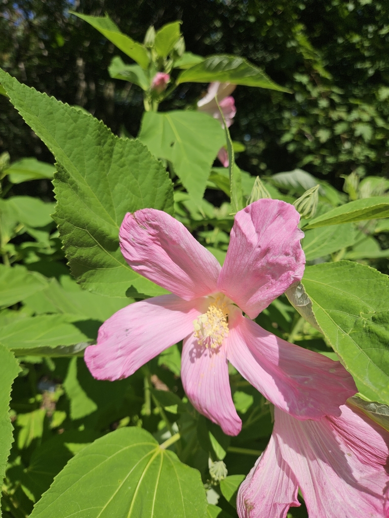 swamp rose mallow from Clinton Twp, MI 48038, USA on August 12, 2023 at ...