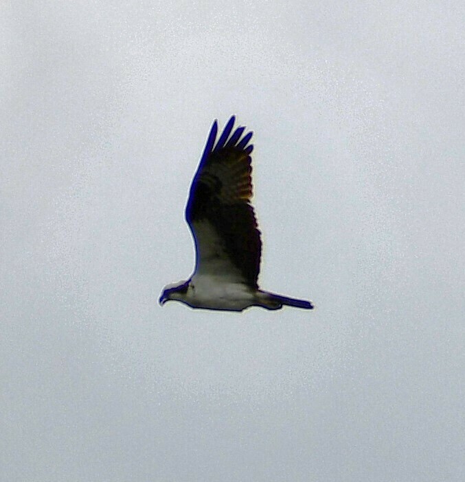 Osprey from Lexington County, SC, USA on August 11, 2023 at 05:40 PM by ...