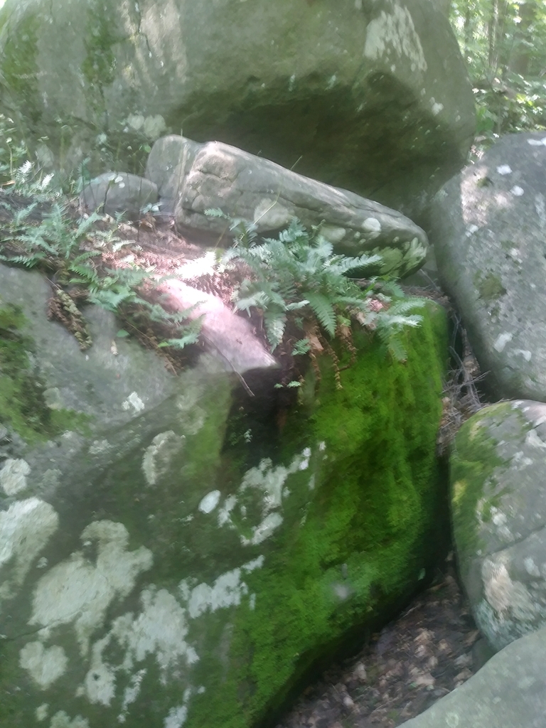 rock polypody from Haycock Township, PA, USA on August 12, 2023 at 12: ...
