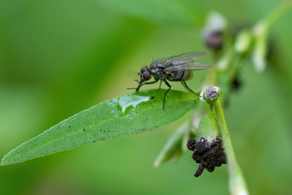 Limnophora from Кирово-Чепецк, Кировская обл., Россия on August 10 ...