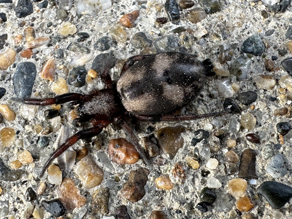 Common Patterned Ant-mimic Ground Spider from The East Side, South San ...