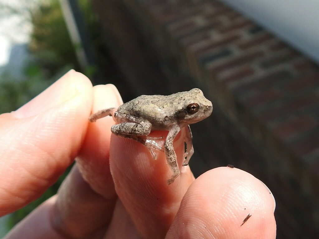 Gray Treefrog Species Complex from Anne Arundel County, MD, USA on ...