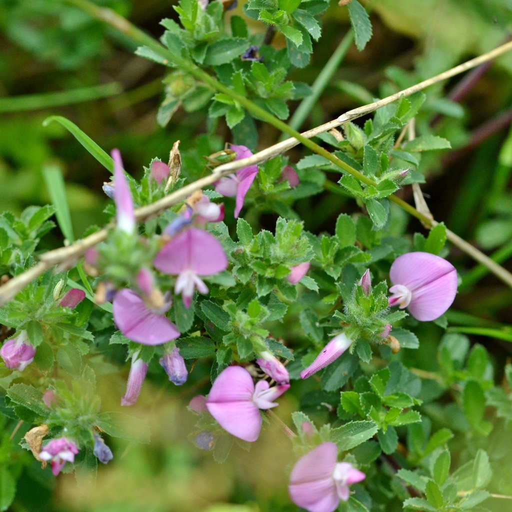 Spiny restharrow from 293 01 Nepřevázka, Česko on August 12, 2023 at 03 ...