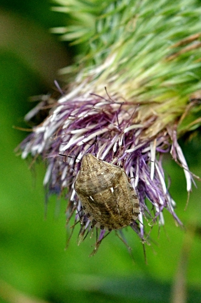 European Tortoise Bug from 293 01 Nepřevázka, Česko on August 12, 2023 ...