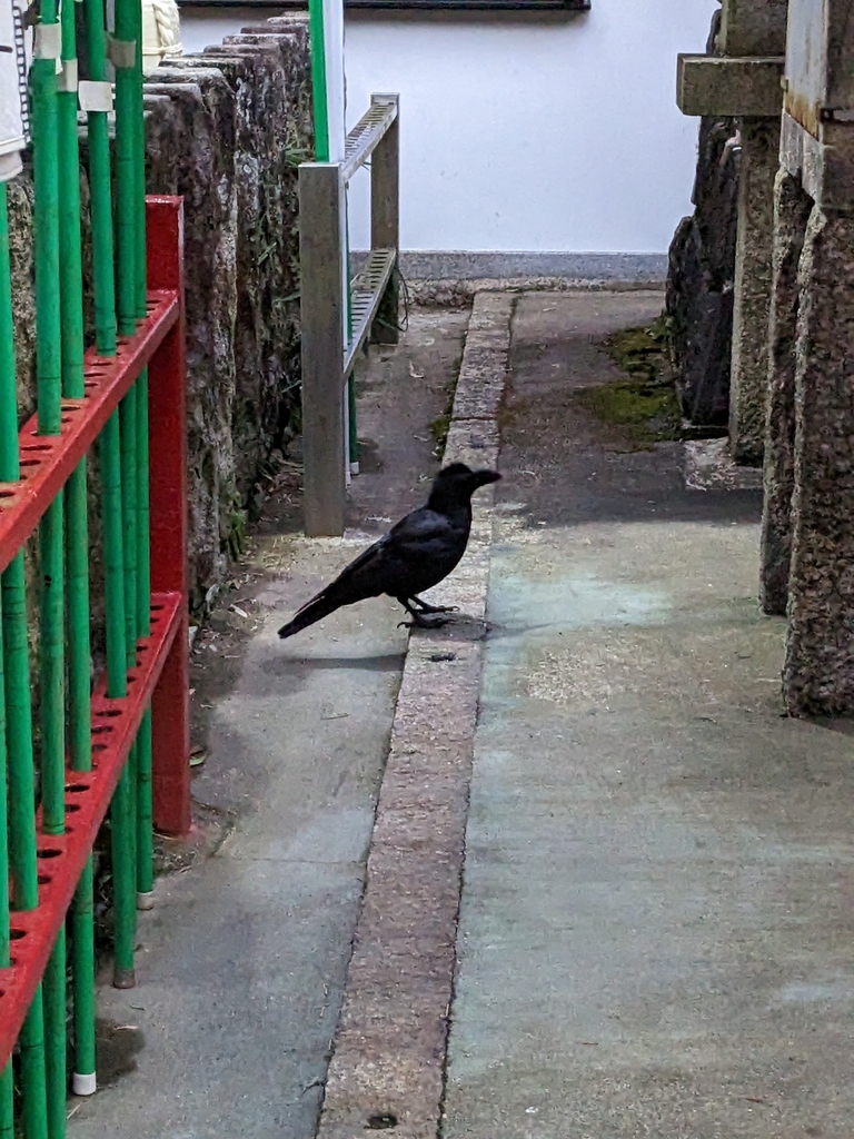 Japanese Crow from Inari Shrine on February 20, 2023 at 05:46 PM by ...