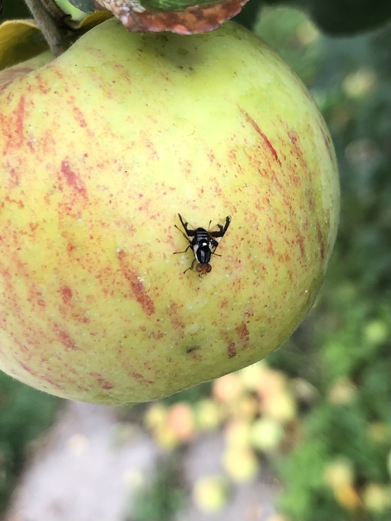 Apple Maggot from Peter St, Thunder Bay, ON, CA on August 12, 2023 at ...