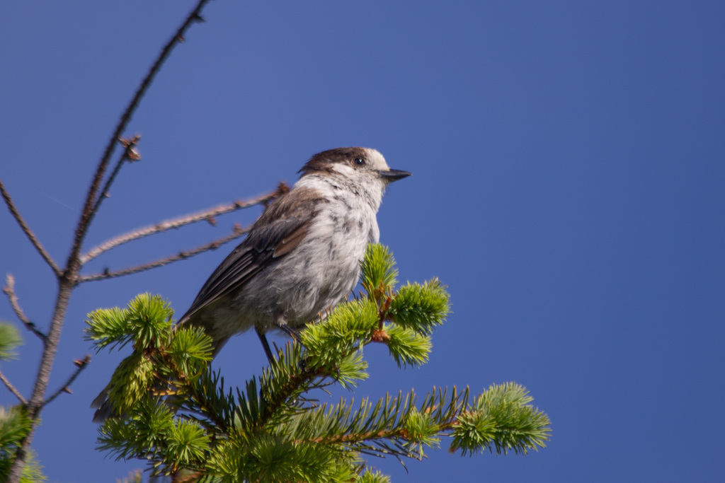 Oregon Jay (Perisoreus canadensis obscurus) - Avian Discovery