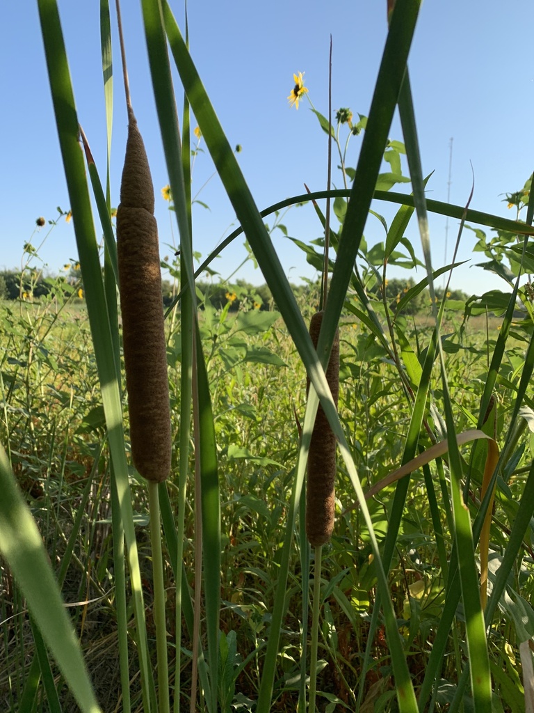 Cattails from I-20 nature preserve midland texas on August 12, 2023 at ...