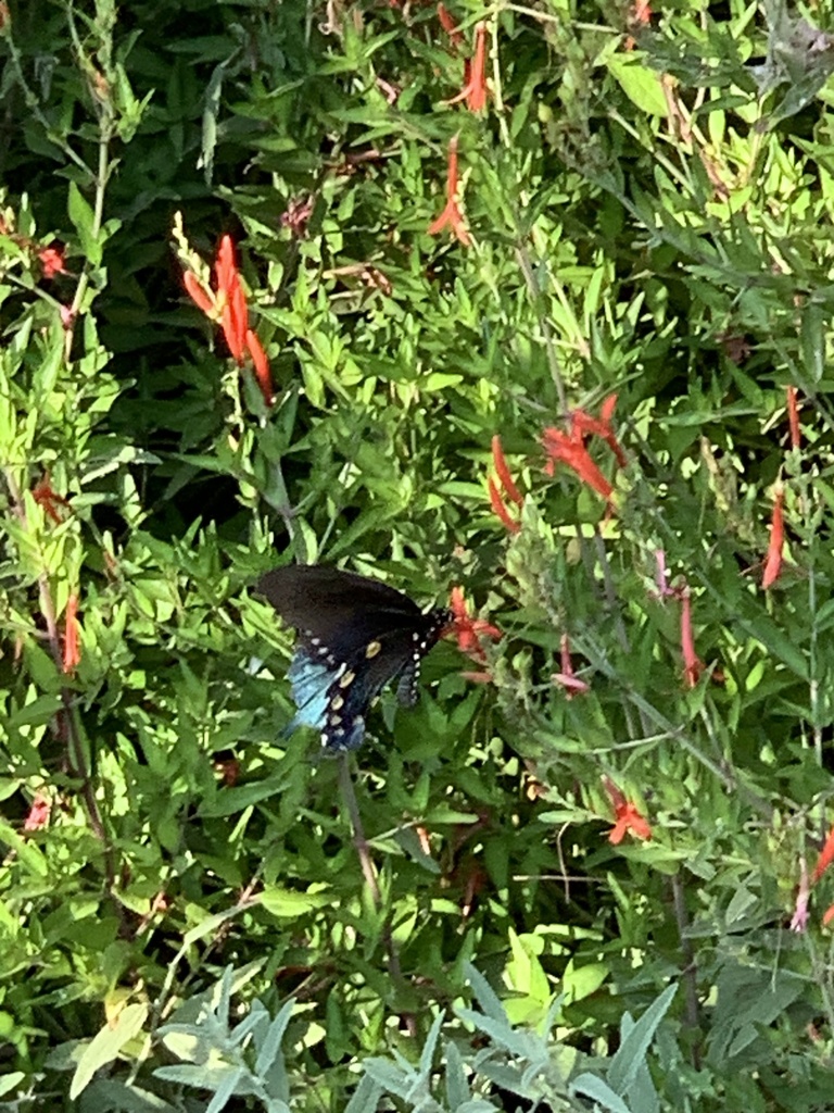 Pipevine Swallowtail from I-20 nature preserve midland texas on August ...
