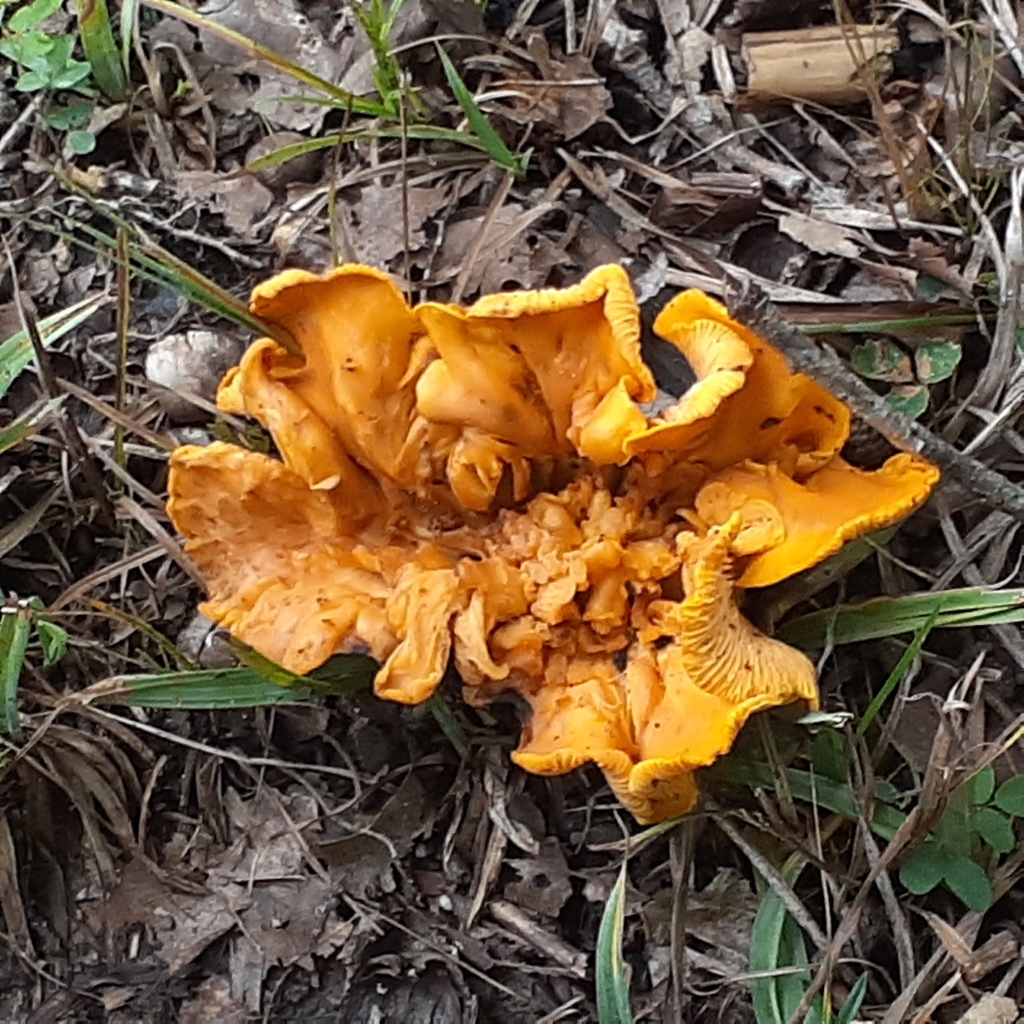 chanterelles from Leslie, MO 63056, USA on August 12, 2023 at 01:20 PM ...