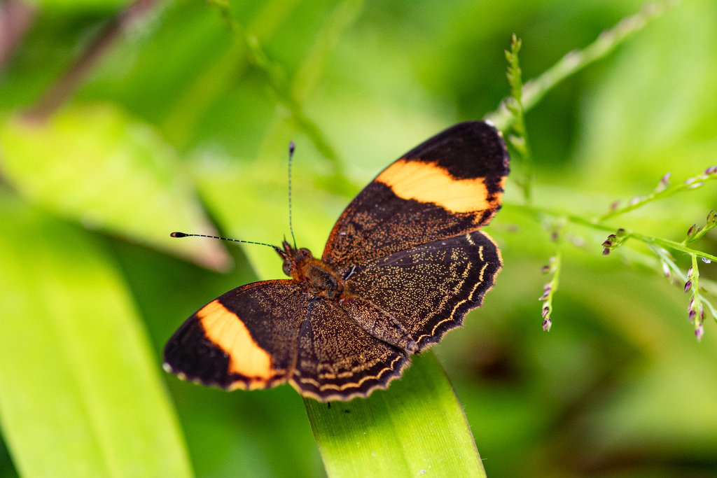Telenassa jana from Archidona Canton, Ecuador on July 12, 2023 at 10:32 ...