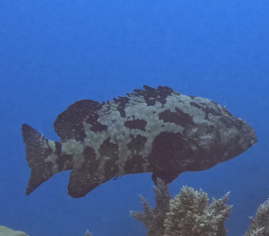 Flowery Rockcod in August 2023 by marcel_deventer. Could also be a ...