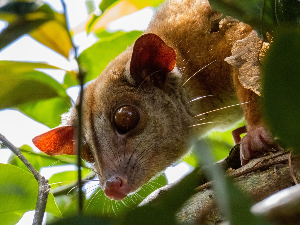 Cuica lanosa (DESCUBRIENDO EL MUNDO ANIMAL: Vertebrados terrestres de ...