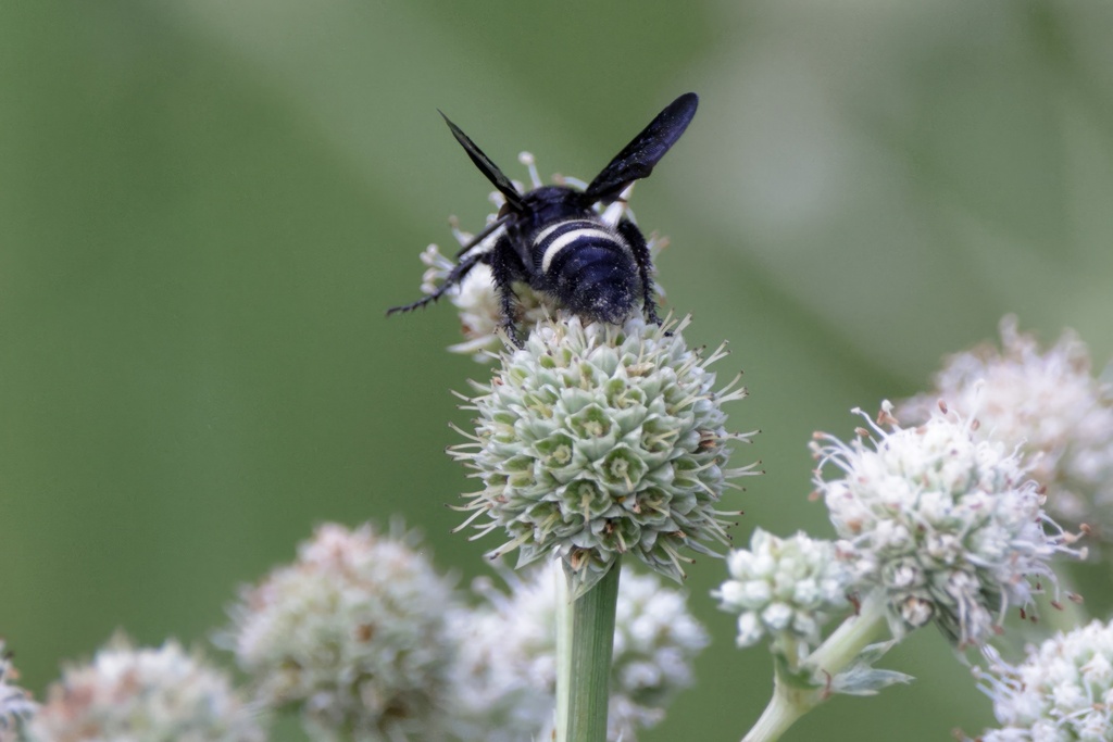 Double-banded Scoliid Wasp from Jackson County, MS, USA on August 12 ...