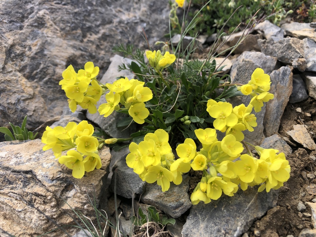 Alpine Cabbage from Acceglio, Piemonte, IT on July 1, 2023 at 04:15 PM ...