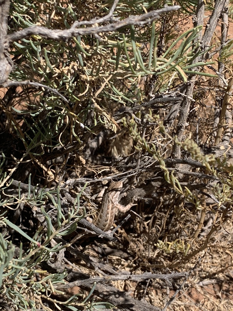 Common Sagebrush Lizard in August 2023 by Miles Ward · iNaturalist ...