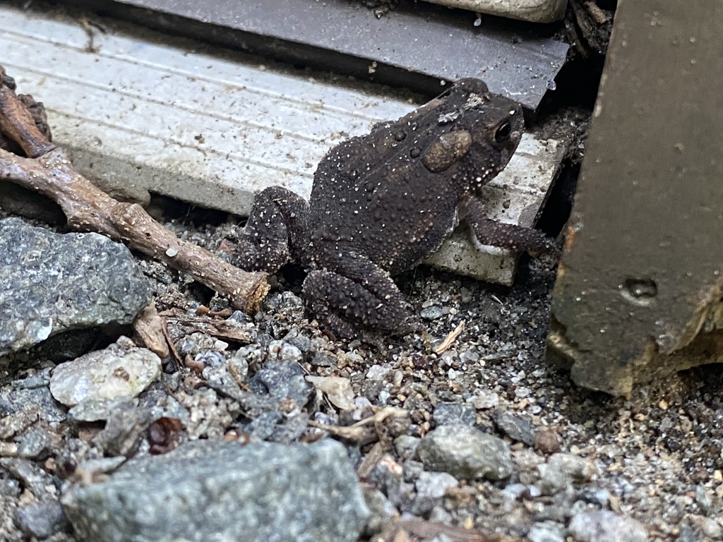 American Toad from Boonton Ave, Boonton, NJ, US on August 12, 2023 at ...