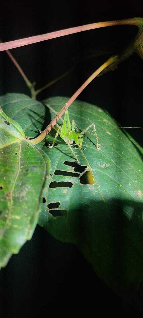 Spiny Predatory Katydids from Manaus - AM on August 11, 2023 at 06:02 ...