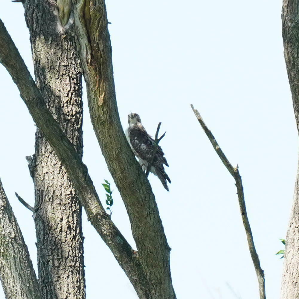 Red-tailed Hawk from Buffalo Trace Prairie on August 12, 2023 at 09:52 ...