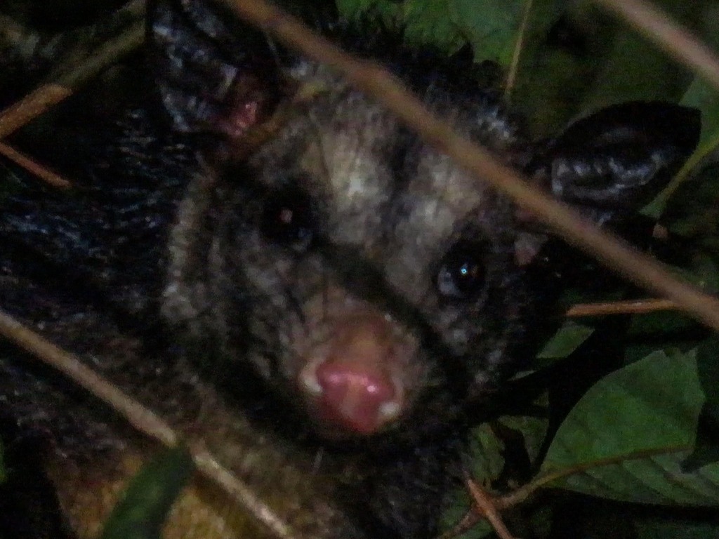 Tlacuache sureño (DESCUBRIENDO EL MUNDO ANIMAL: Vertebrados terrestres ...