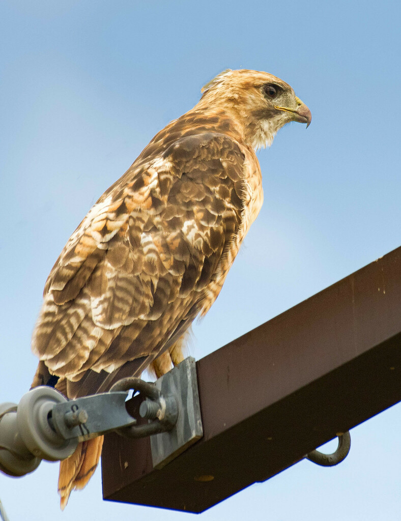 Red-tailed Hawk from Boulder County, CO, USA on August 12, 2023 at 10: ...