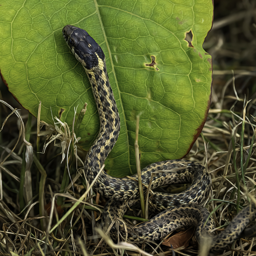 Western Terrestrial Garter Snake from Blaine, WA, USA on August 12 ...