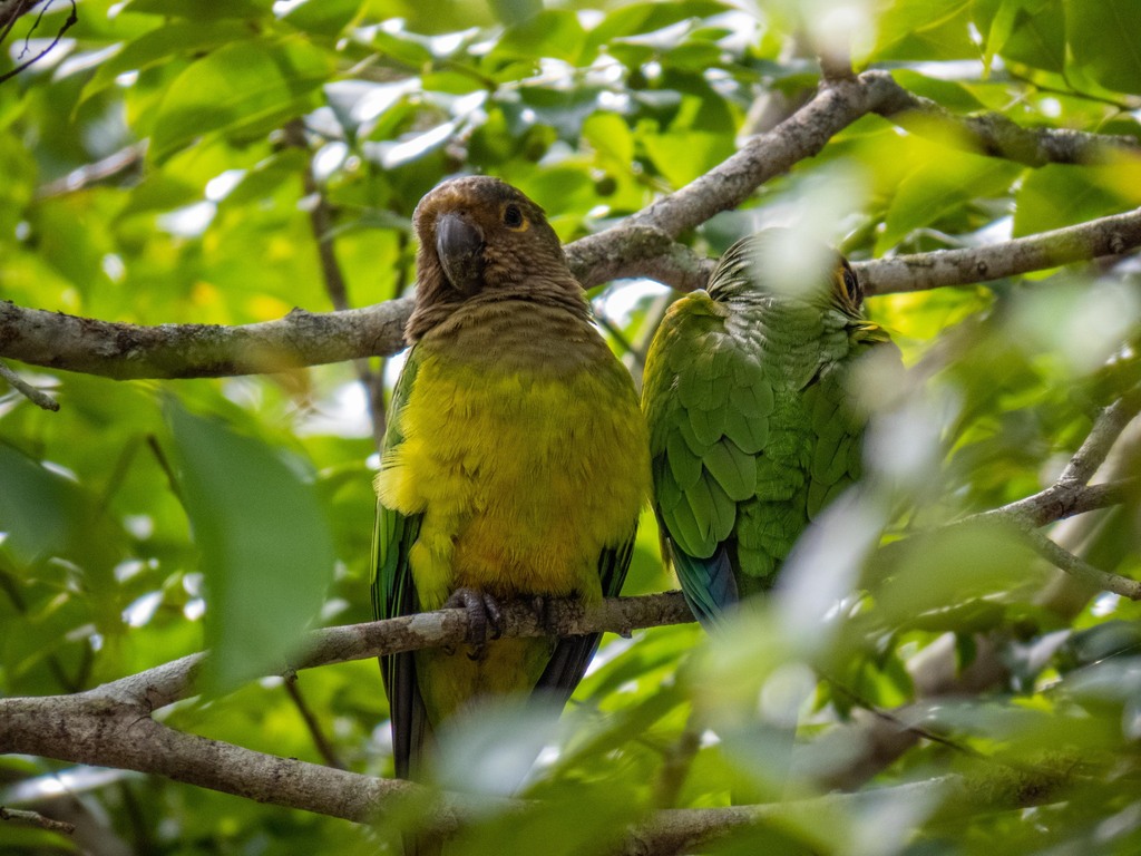 Perico carisucio (DESCUBRIENDO EL MUNDO ANIMAL: Vertebrados terrestres ...