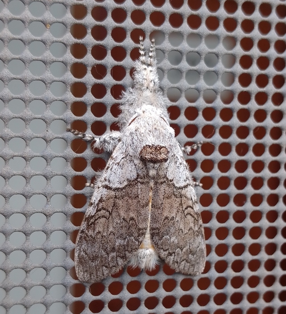 Grote's Tussock Moth from Shangrao, China, 334221 on August 12, 2023 at ...