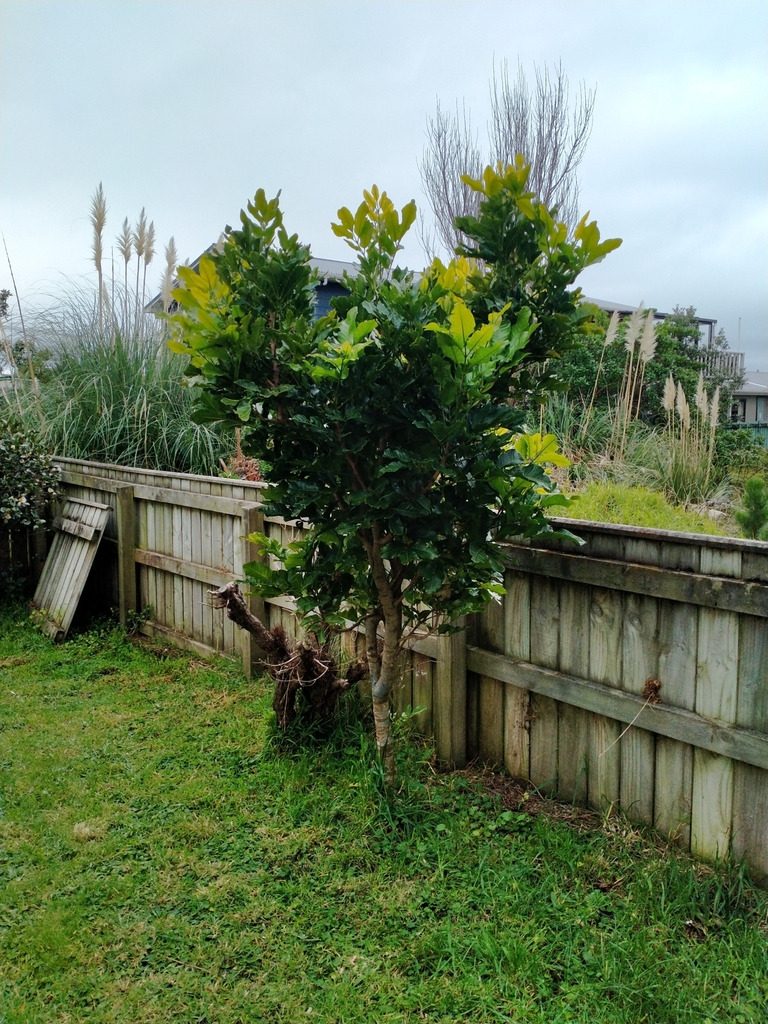 Kohekohe from Waikanae Beach, New Zealand on August 13, 2023 at 09:26 ...
