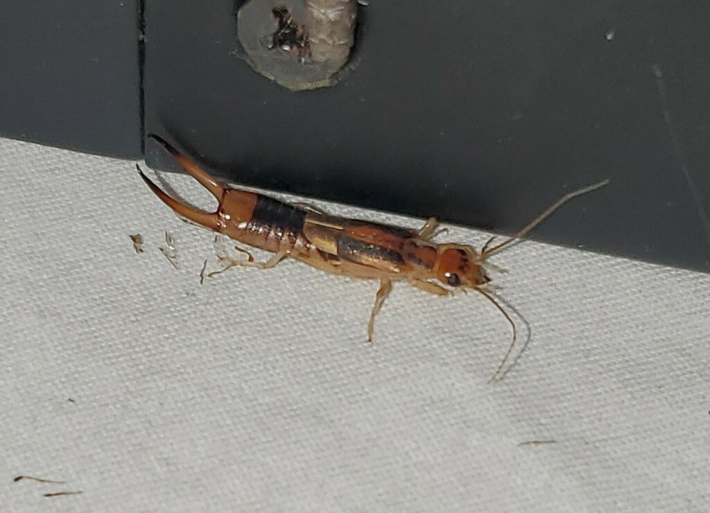 Shore Earwig from Bandera County, TX, USA on August 1, 2023 at 10:25 PM ...