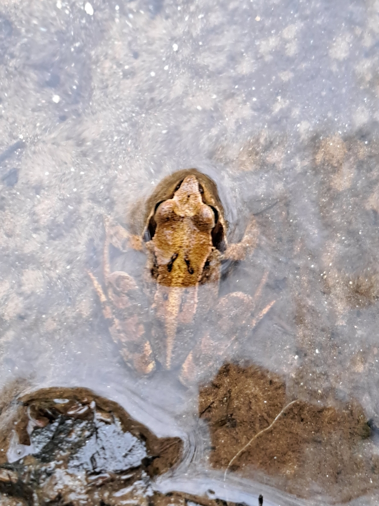 European Common Frog from 23260 Saint-Maurice-près-Crocq, Frankrijk on ...