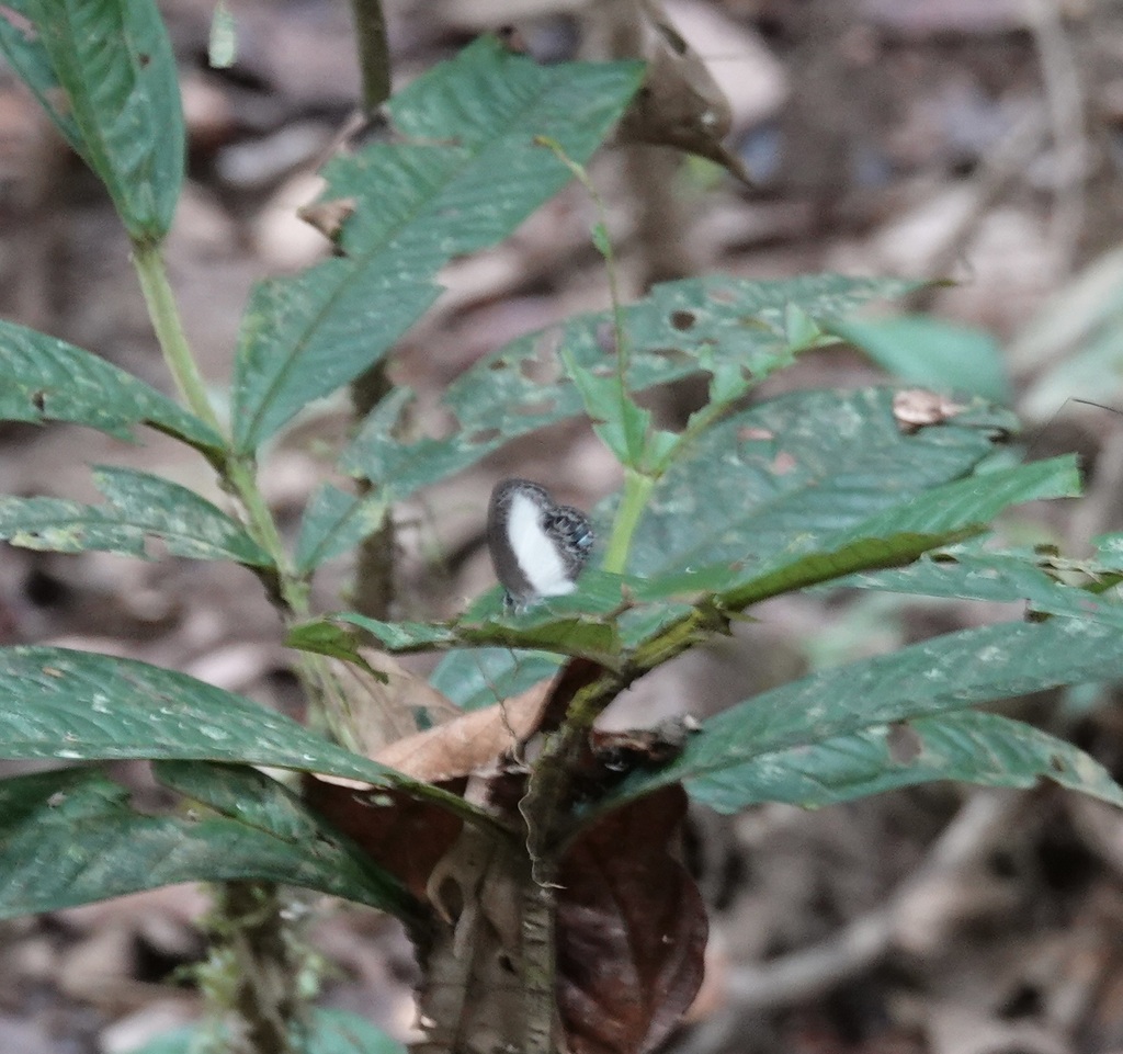 Typical Blues from Gusiore North Fly District, Papua New Guinea on ...
