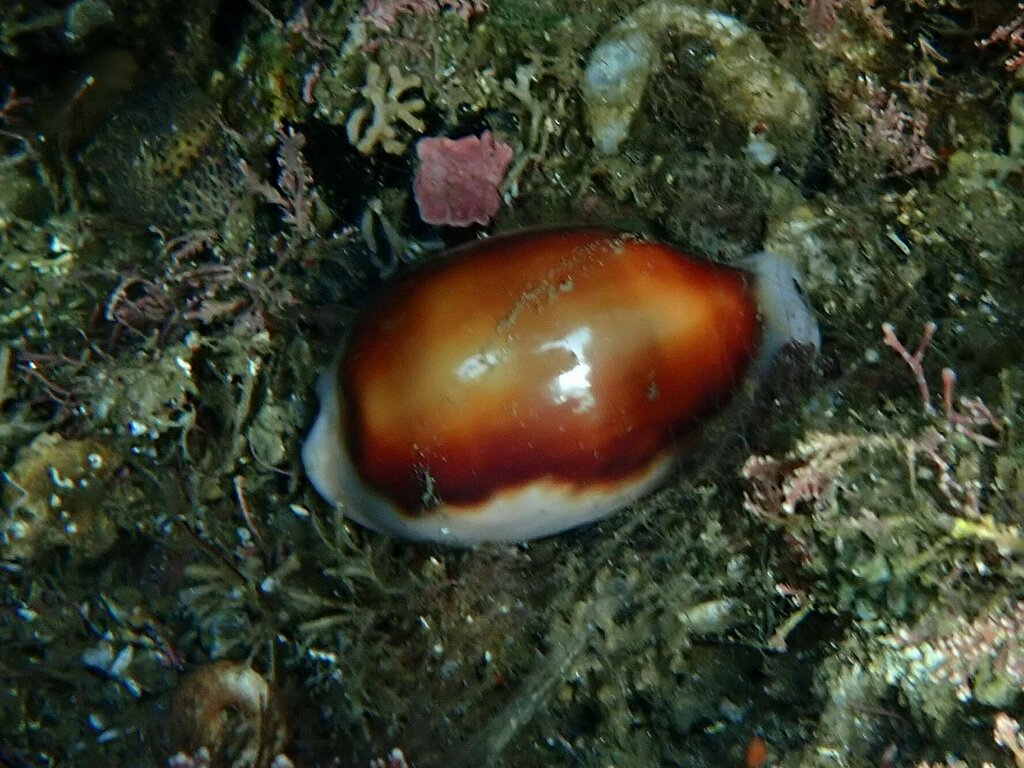 Chestnut Cowry from Mission Beach, San Diego, CA 92109, USA on August 2 ...