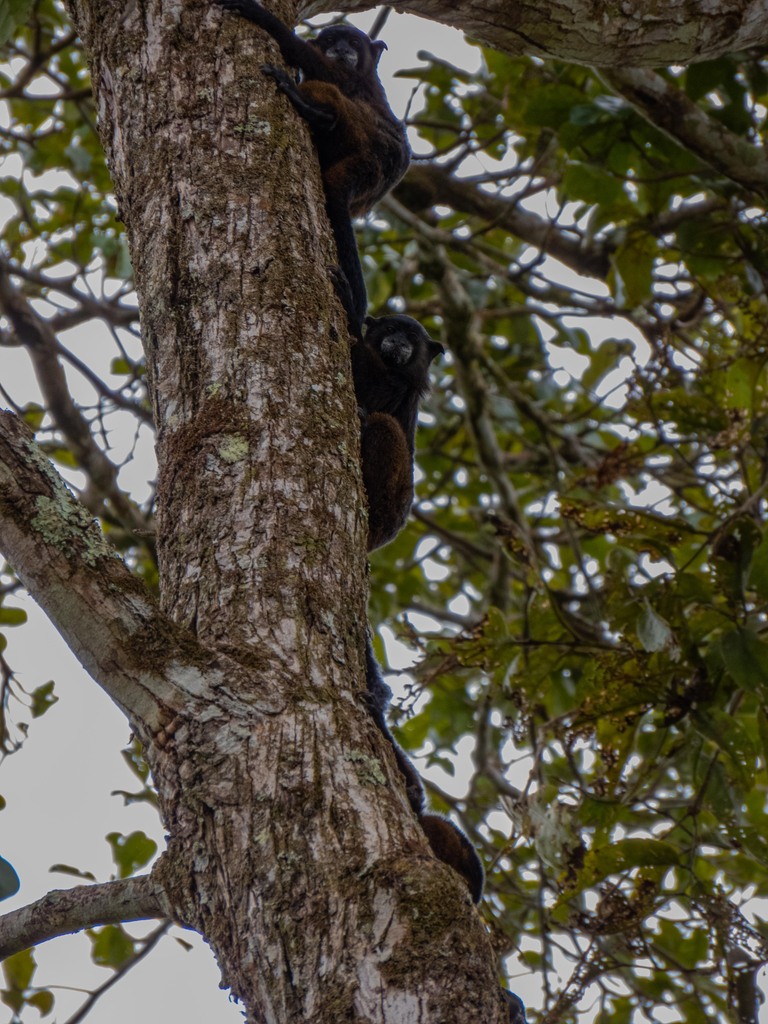 Chichico De Manto Negro (DESCUBRIENDO EL MUNDO ANIMAL: Vertebrados ...