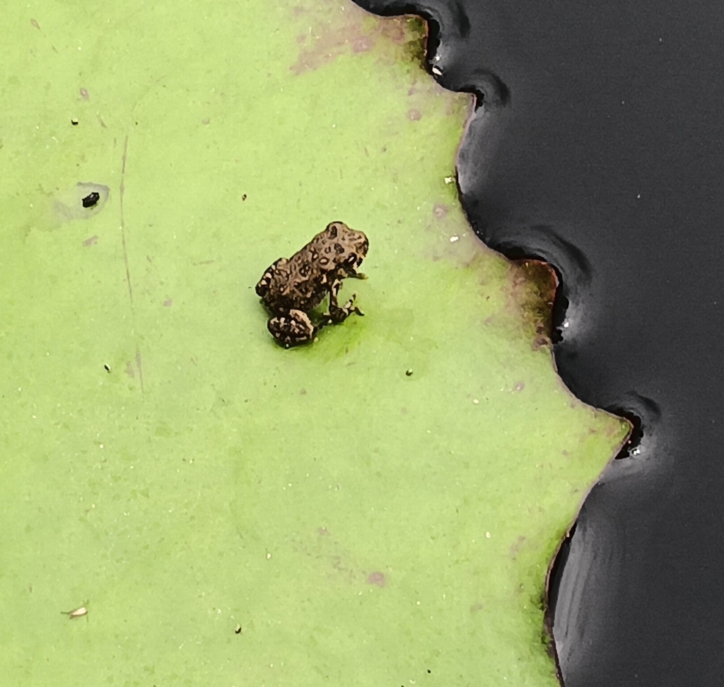 Woodhouse's Toad from Cheesman Park, Denver, CO, USA on August 12, 2023 ...