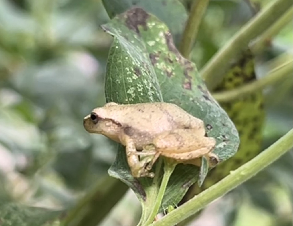 Spring Peeper from Tyler Arboretum, Media, PA, US on August 12, 2023 at ...