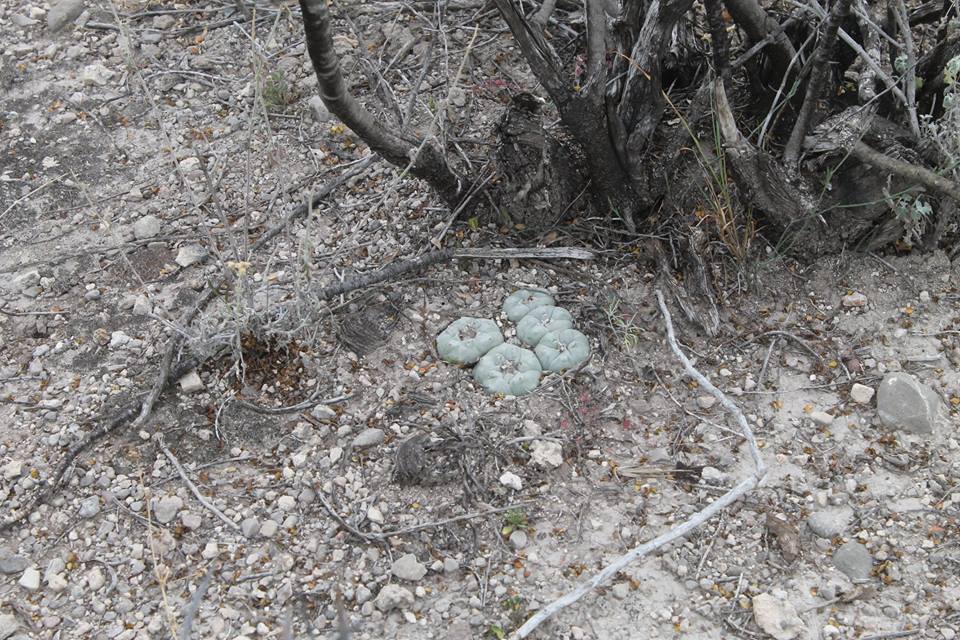 Peyote in August 2017 by Pedro Nájera Quezada · iNaturalist