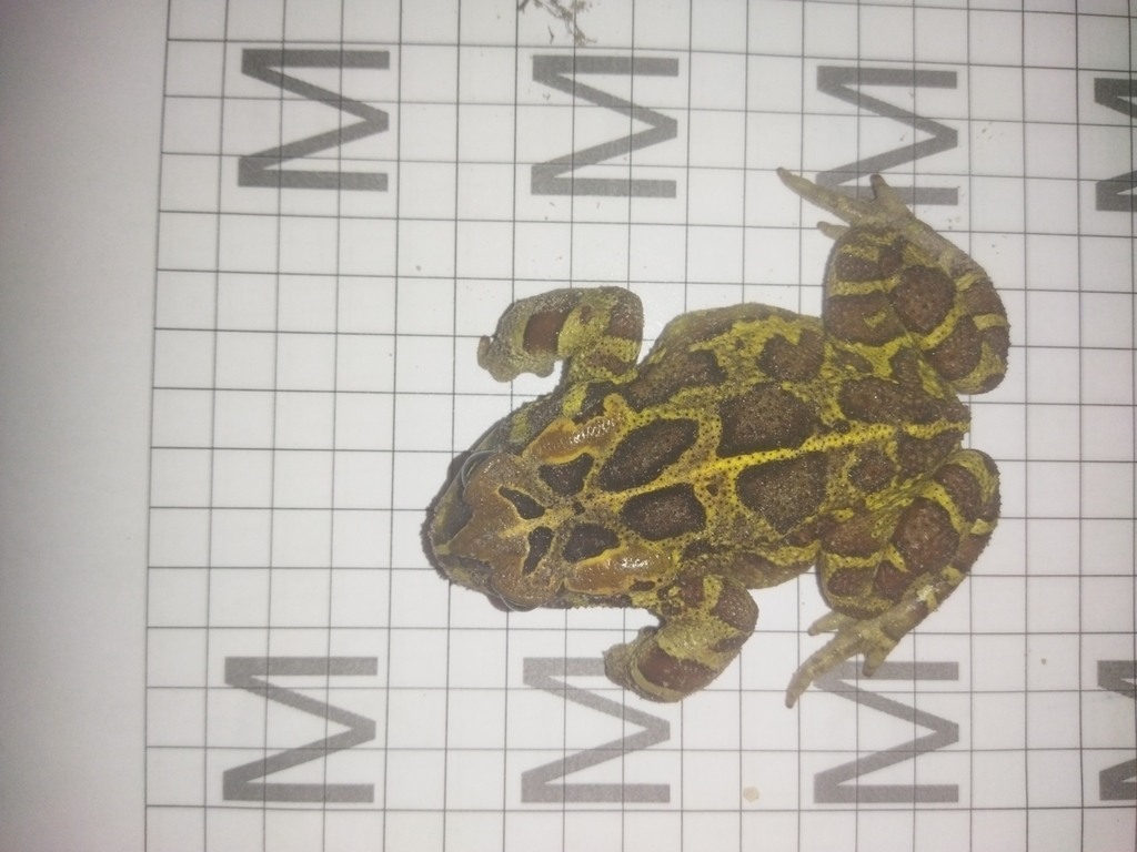 Western Leopard Toad from Pelikan Park, Cape Town, 7941, South Africa ...