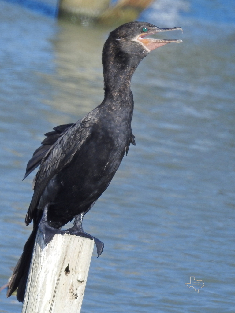 Neotropic Cormorant from Kleberg County, TX, USA on August 11, 2023 at ...