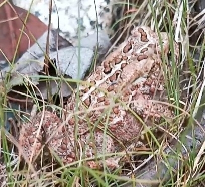 Eastern American Toad from Chibougamau, QC G8P 1Y7, Canada on August 12 ...